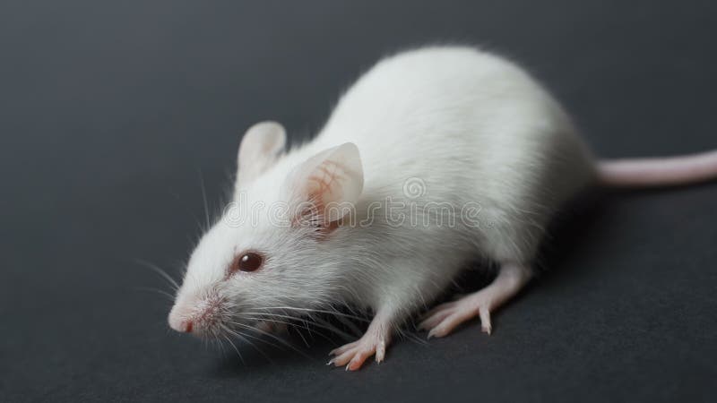 Front View of White Mouse Sitting on a Grey Background Stock Footage ...