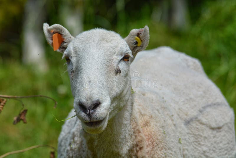 Sheared White Sheep in Pen stock photo. Image of face - 30496058