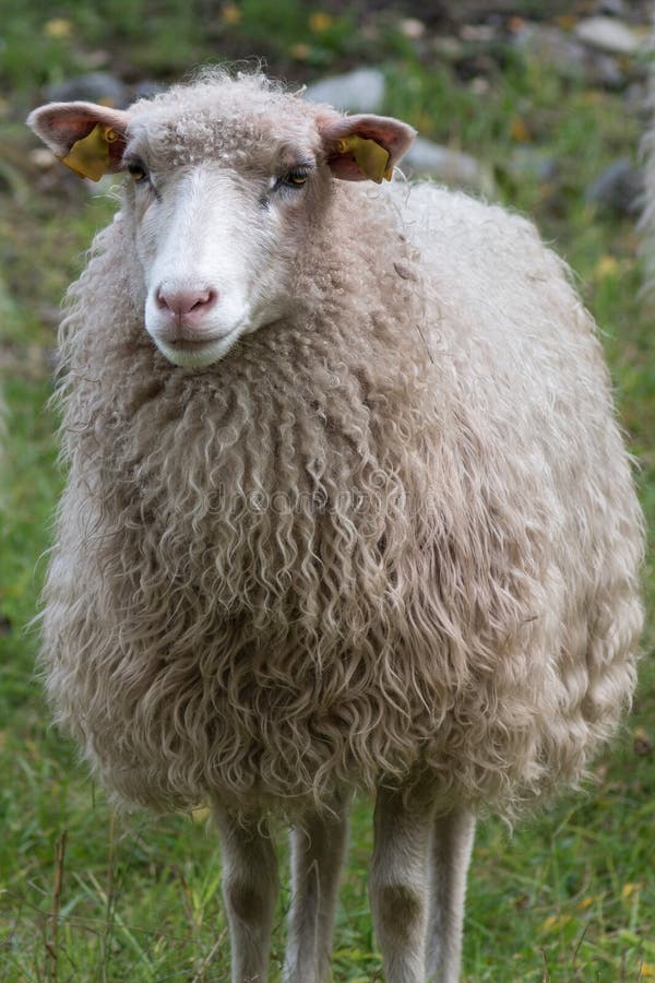 Front View Closeup of a White Sheep Stock Image - Image of front, hair ...