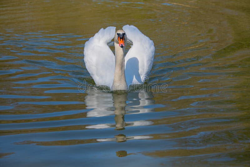 Front View White Swan Open Wings Stock Photos - Free & Royalty-Free ...