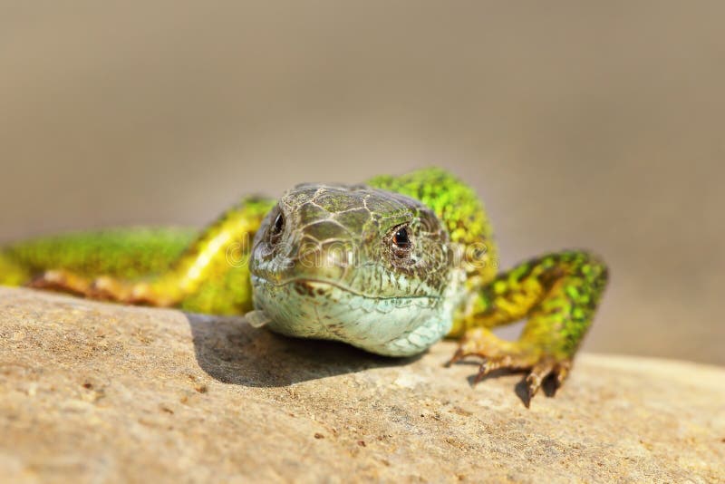 Front View of a Wild Green Lizard Stock Photo - Image of colors ...