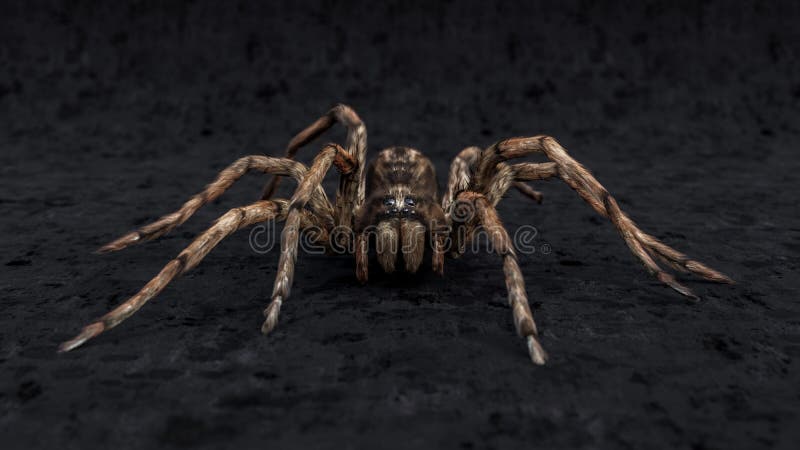 Front View Wolf Spider Macro Studio Isolated on Black Background Stock ...