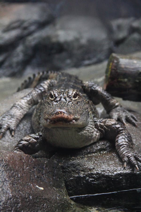 Front View of Yangtze Alligator Stock Photo - Image of river, aquatic ...