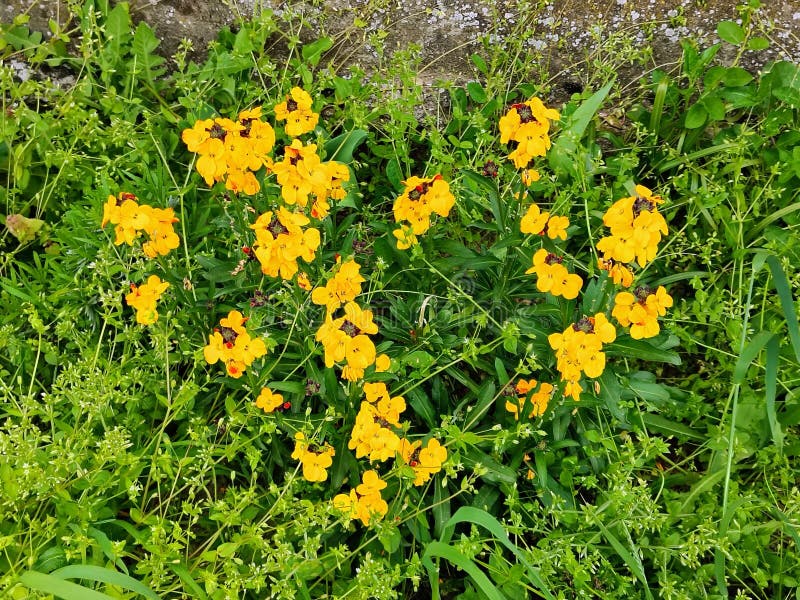 Front View of the Yellow Flower in Green Grass Stock Image - Image of ...