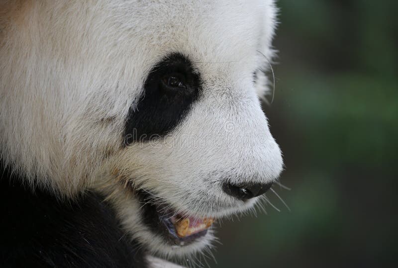 Front Views of the Panda at Zoo Stock Photo - Image of giraffe, face ...