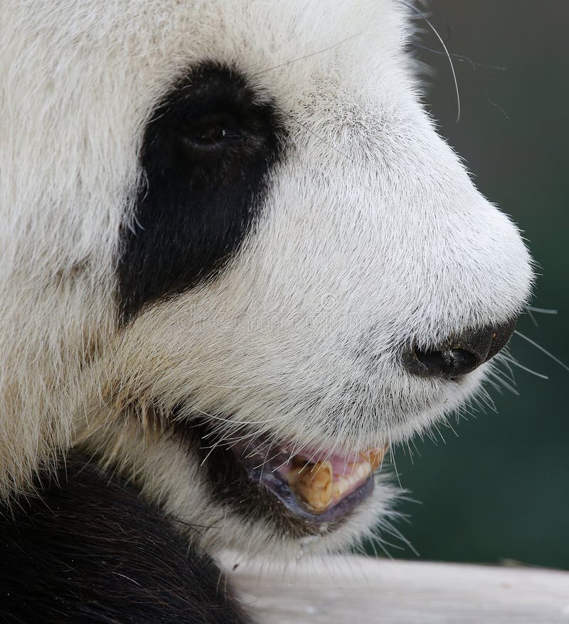 Front Views of the Panda at Zoo Stock Photo - Image of wildlife, fauna ...