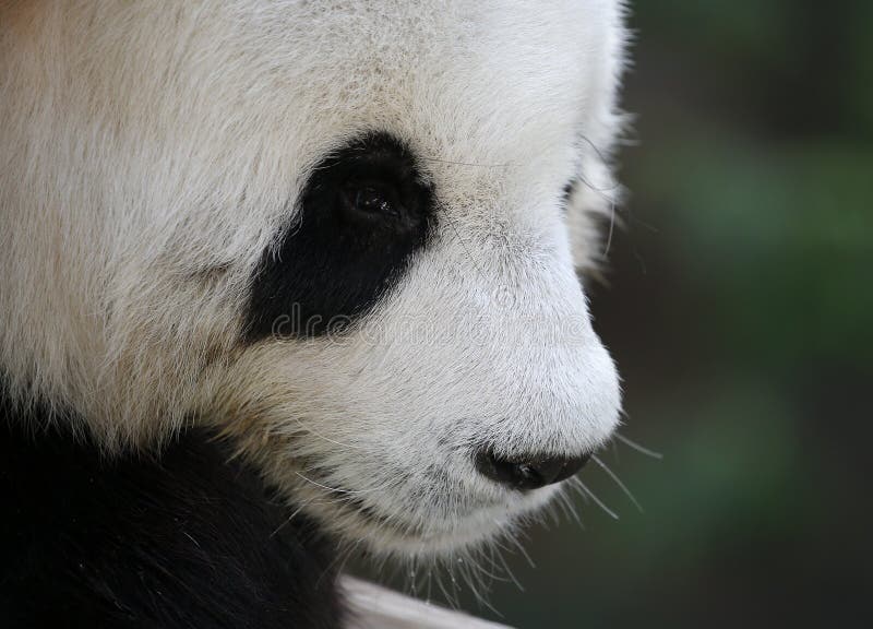 Front Views of the Panda at Zoo Stock Photo - Image of nose, animal ...