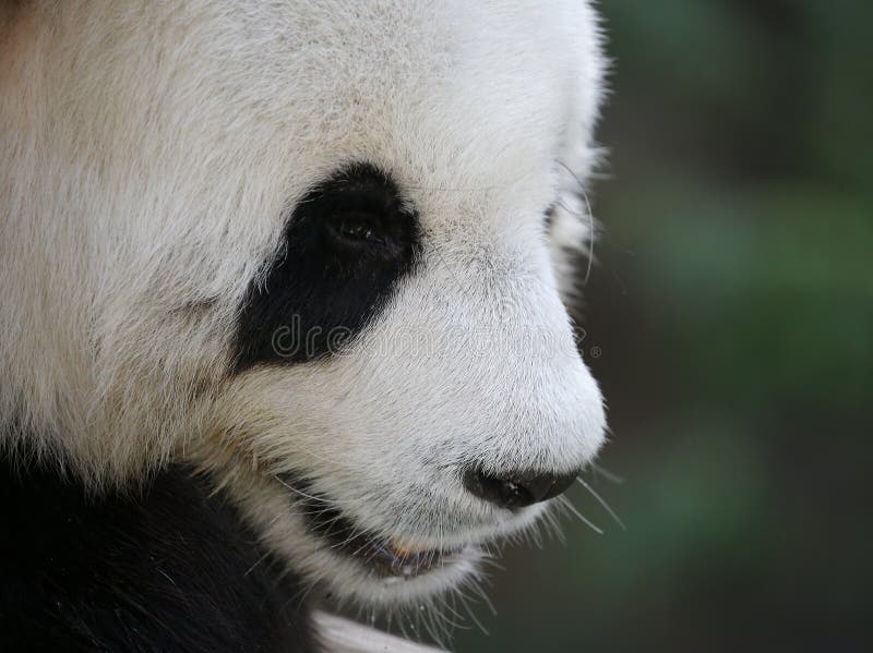 Front Views of the Panda at Zoo Stock Image - Image of nature, face ...