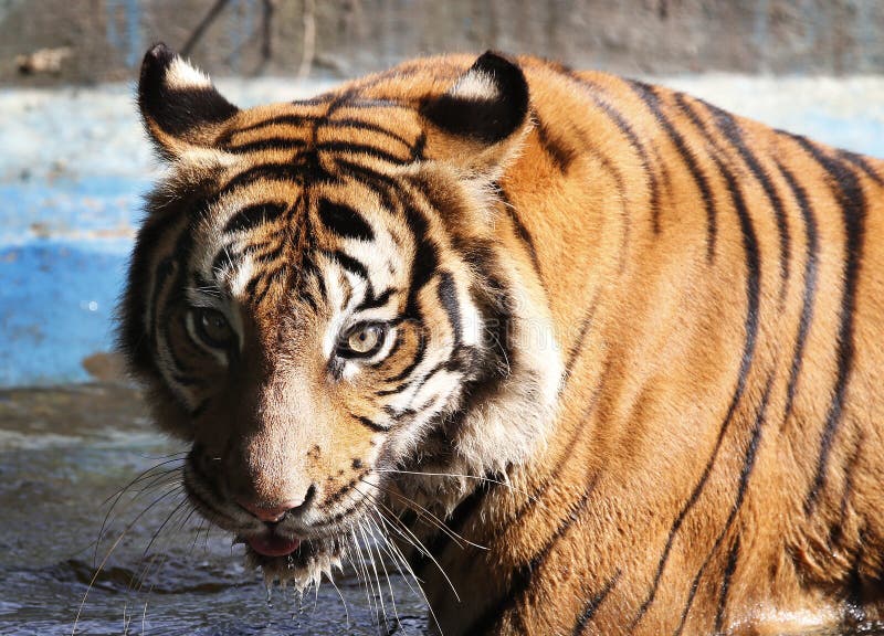 Front Angle View of the Tiger at the Zoo Stock Image - Image of tiger ...