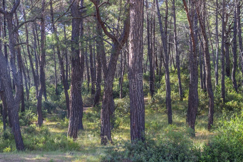 Front Wide Shot Forest Under Afternoon Light Stock Image - Image of ...