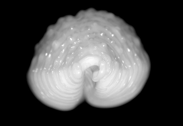 Front of a Wrinkled Snail Shell in Black and White Stock Photo - Image ...