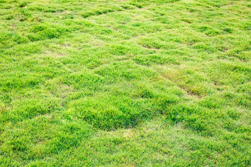 The Front Yard is Covered with Grass Stock Image - Image of gardening ...