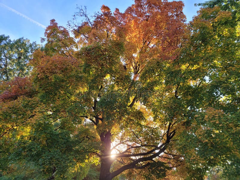 Front Yard Fall Tree stock photo. Image of yard, sunlight - 221545500