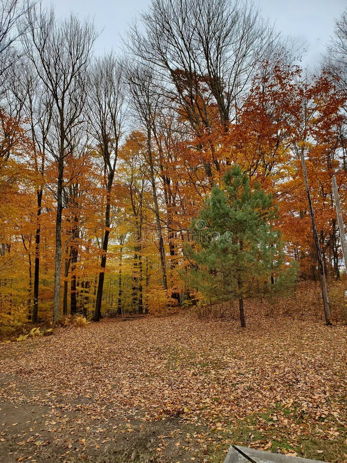 Front Yard Leaves stock image. Image of leaves, trees - 169885657