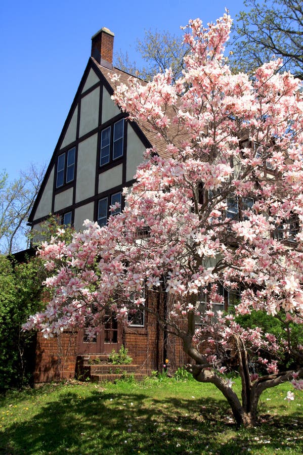 Magnolia grows stock photo. Image of close, closeups - 47671850