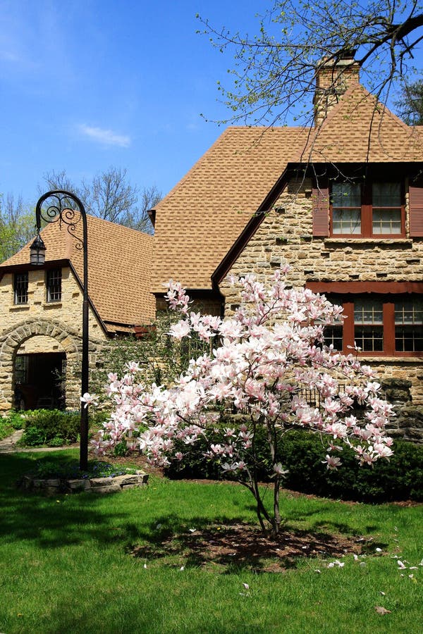 Magnolia Tree In Bloom In Front Yard Stock Image - Image of blooming ...