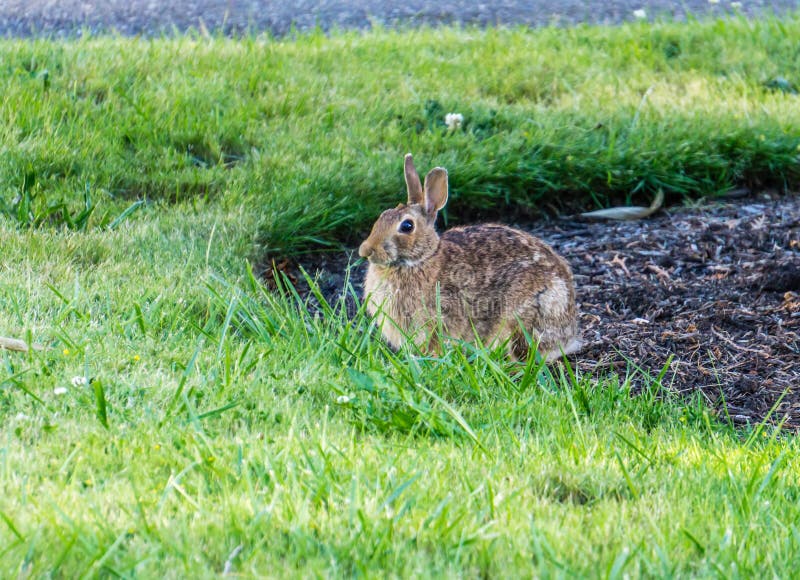 Front Yard Rabbit 2 stock image. Image of furry, nature - 189243141