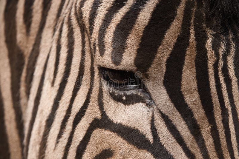Front of Zebra Face with Eye in a Zoo Stock Photo - Image of africa, zebra: 286988596