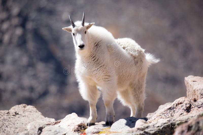 Berggeit Met Grote Hoorns En Een Koppel Apen Op De Rotsen. Stock ...