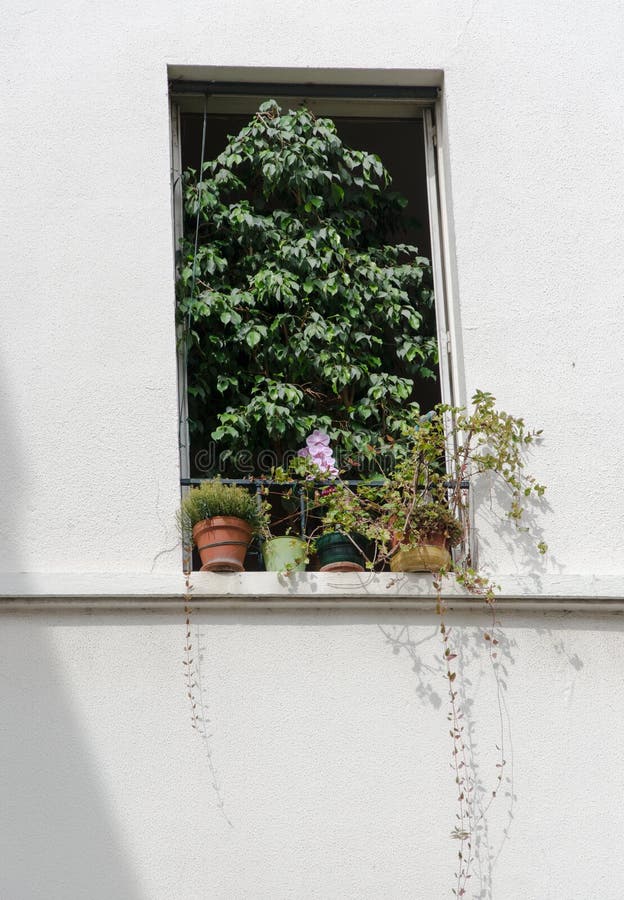 Frontage of a Window with Plants Stock Image - Image of europe, nature ...