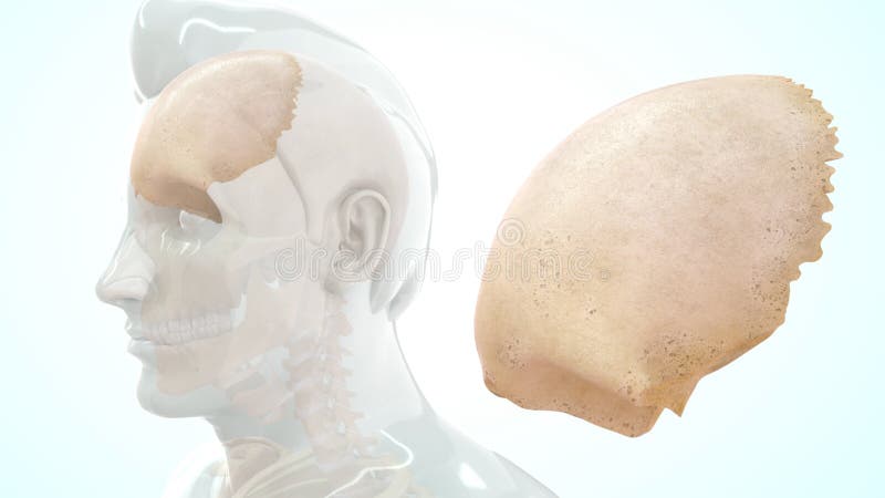 Human Skeleton Skull Bone - Frontal Stock Illustration - Illustration ...