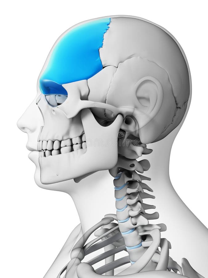 Frontal Bone stock illustration. Illustration of head - 8016138
