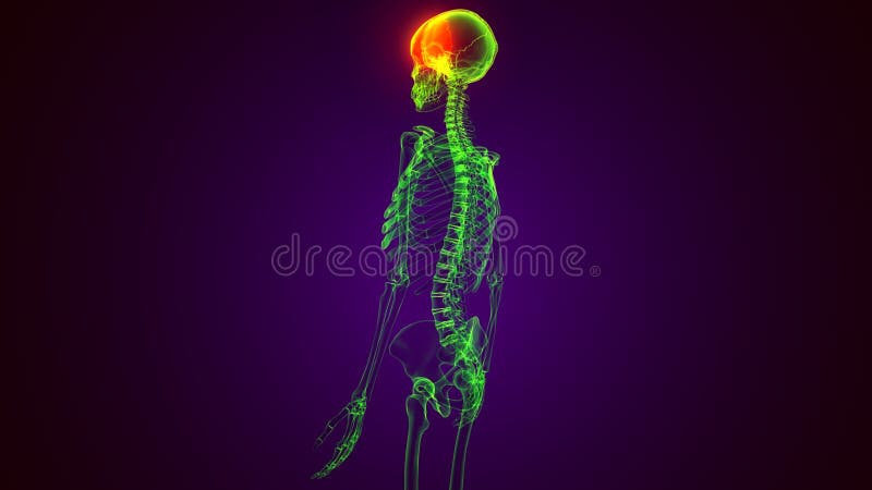 Human Skeleton Skull Frontal Bone Anatomy . 3D Illustration Stock ...