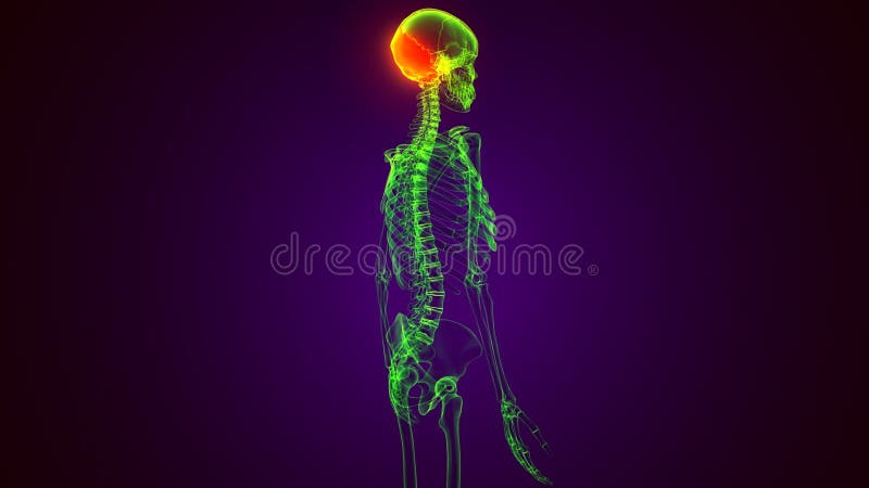 Human Skeleton Skull Frontal Bone Anatomy . 3D Illustration Stock ...