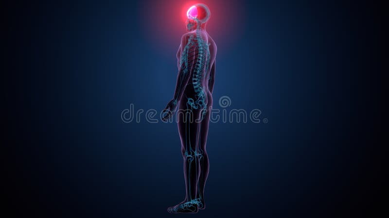 3d Illustration of Human Skeleton Skull Frontal Bone Anatomy Stock ...