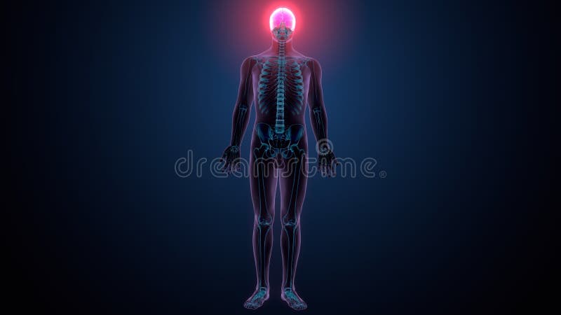 3d Illustration of Human Skeleton Skull Frontal Bone Anatomy Stock ...