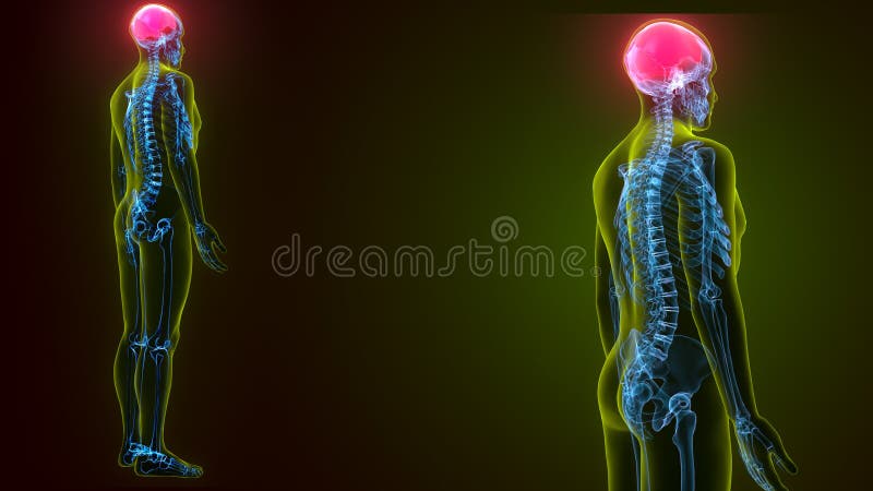 3d Illustration of Human Skeleton Skull Frontal Bone Anatomy Stock ...