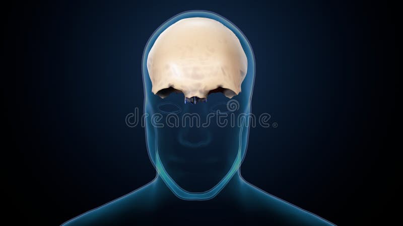 Human Skeleton Skull Frontal Bone Anatomy. 3d Illustration Stock ...
