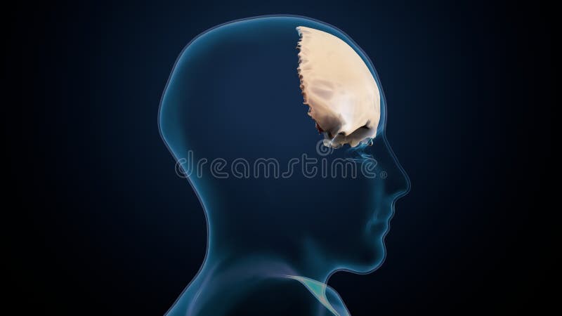 Human Skeleton Skull Frontal Bone Anatomy. 3d Illustration Stock ...