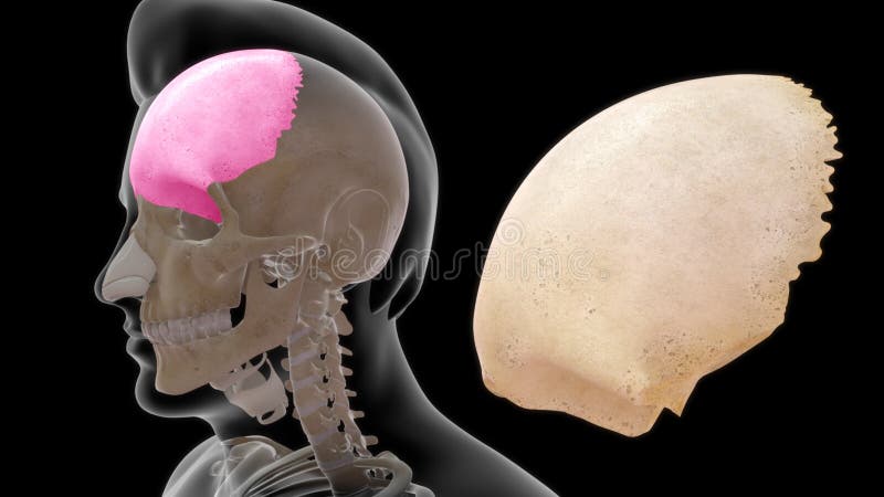 Human Skeleton Skull Bone - Frontal Stock Illustration - Illustration ...