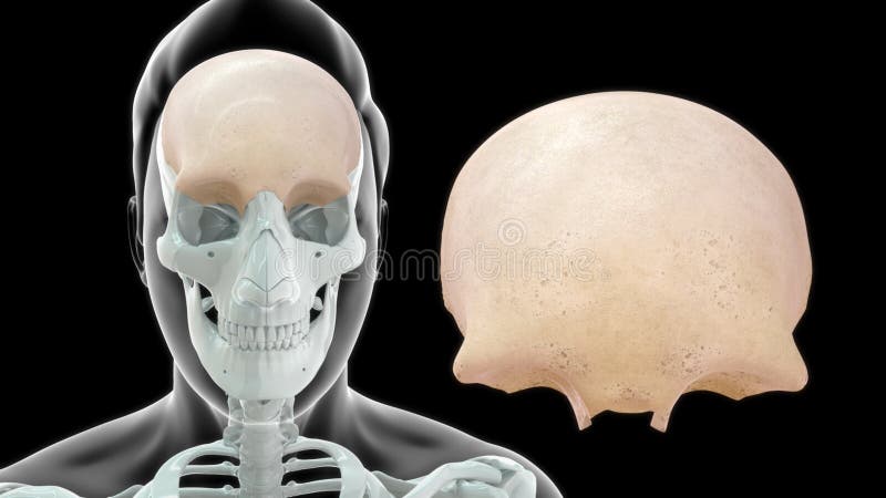 Human Skeleton Skull Bone - Frontal Stock Illustration - Illustration ...
