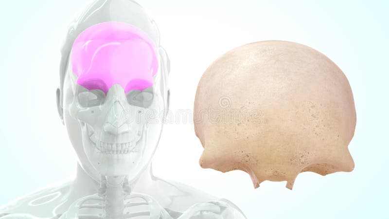 Human Skeleton Skull Bone - Frontal Stock Illustration - Illustration ...