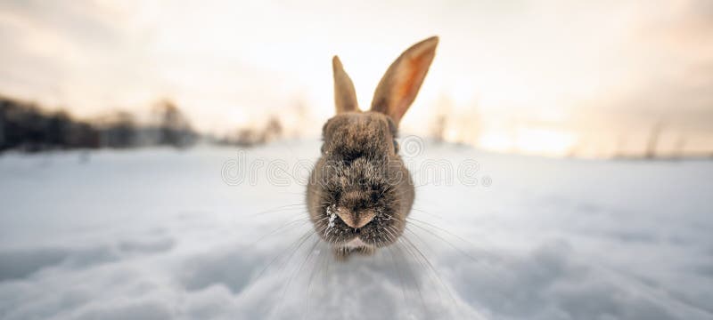 Frontal Close-up of Dark Brown Typical Icelandic Rabbit with the Ground ...