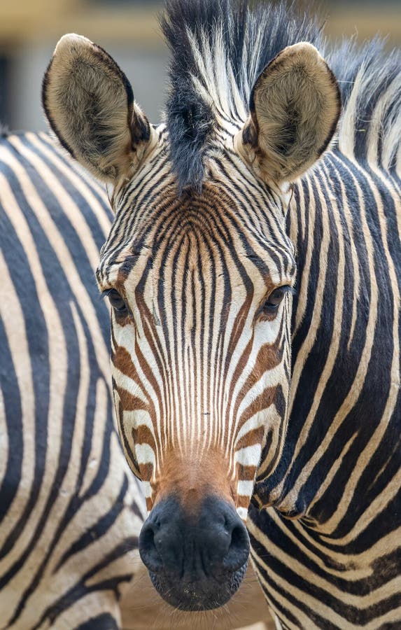 Frontal Close Up of a Hartmann S Mountain Zebra Stock Image - Image of ...