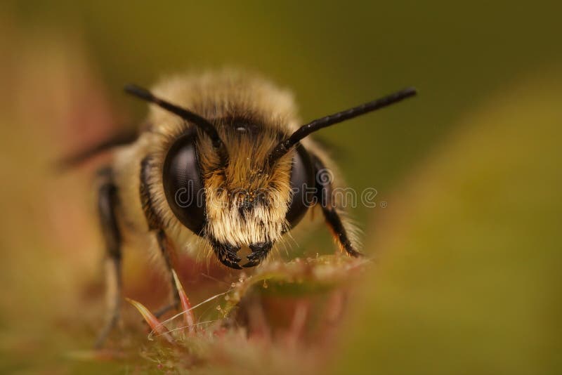Frontal Close Up of a Male Patchwork Leafcutter Bee, Tuinbladsnijder ...