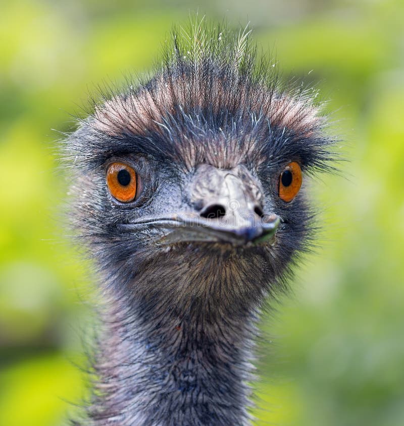 Frontal Close-up View of an Emu Stock Photo - Image of animal ...