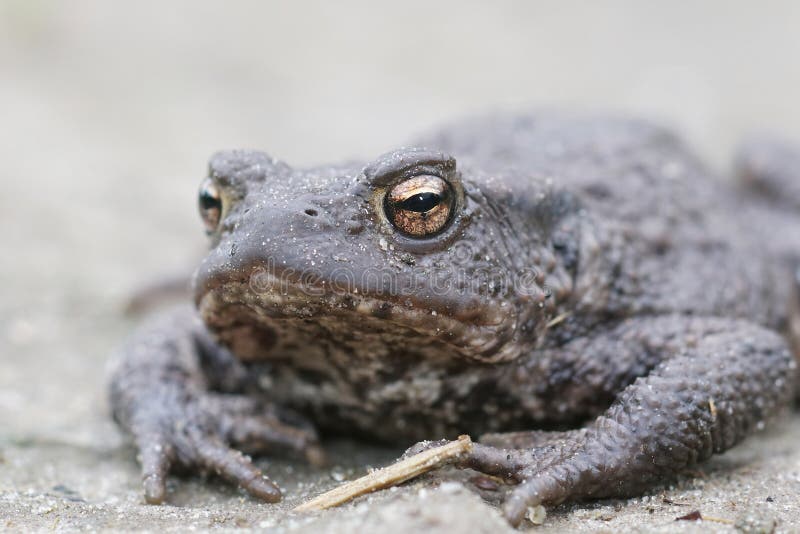 Frontal Closeup of a Female of the European Common Toad, Bufo Bufo in ...