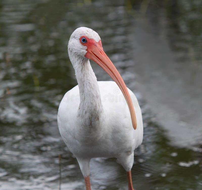 Frontal Image of a White Ibis in the Indian River Stock Photo - Image ...