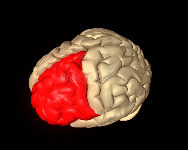 Frontal Lobe Stock Illustrations – 1,620 Frontal Lobe Stock ...