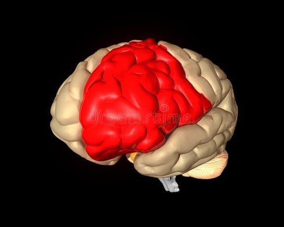 Frontal Lobe Stock Illustrations – 1,637 Frontal Lobe Stock ...