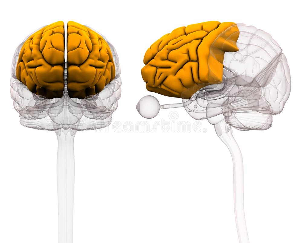 Brain Frontal Amygdala Stock Illustrations – 152 Brain Frontal Amygdala ...