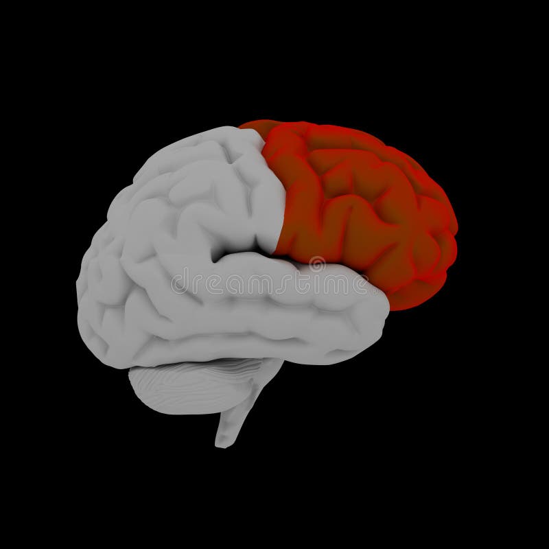 Frontal lobe, Frontal lobe - Human brain in side
