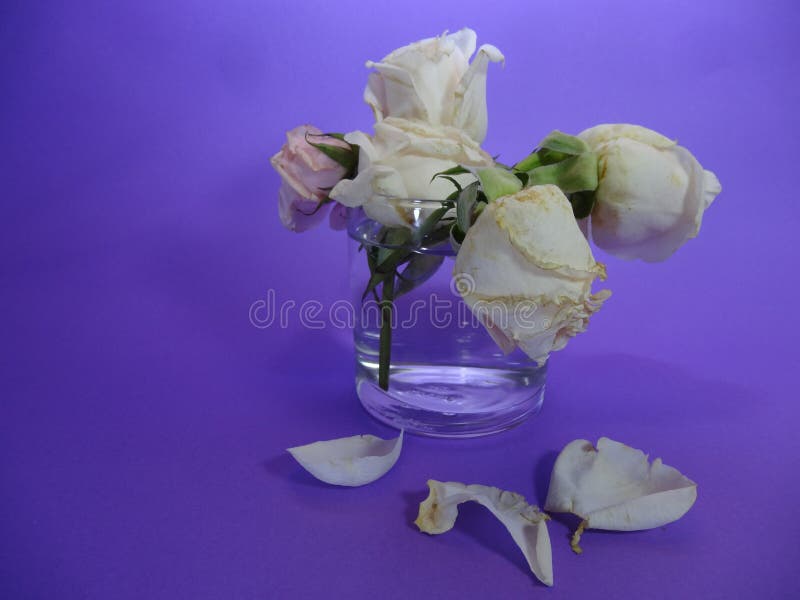Decaying flowers stock photo. Image of flowers, decaying - 24822290