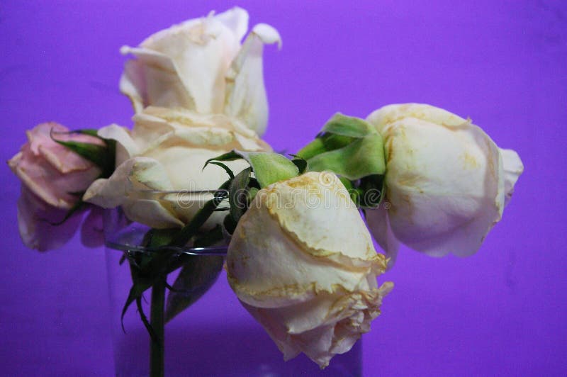Decaying Pink Rose Flowers on a Violet Background Stock Photo - Image ...