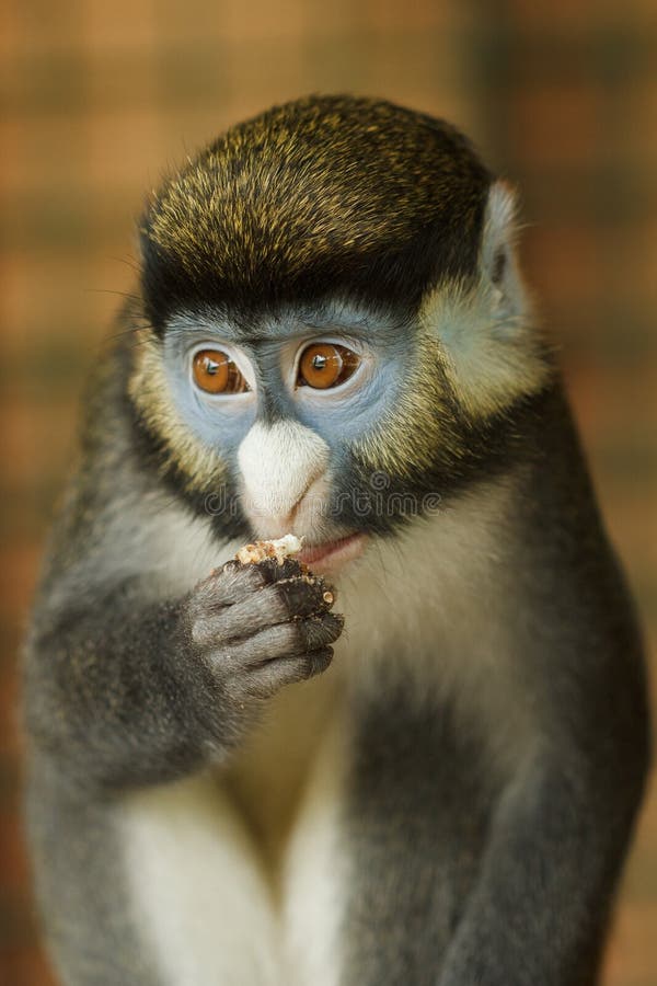 Frontal Portrait of Lesser Spot-Nosed Monkey Stock Photo - Image of ...