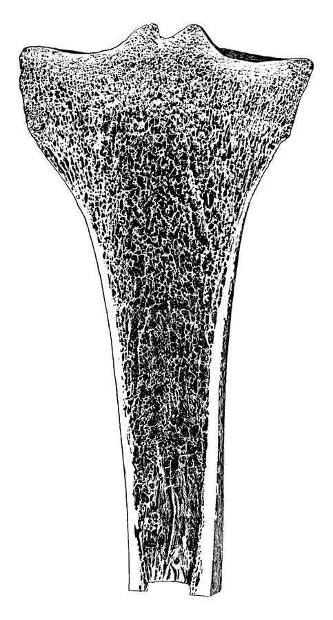 Tibia Drawing Stock Illustrations – 285 Tibia Drawing Stock ...